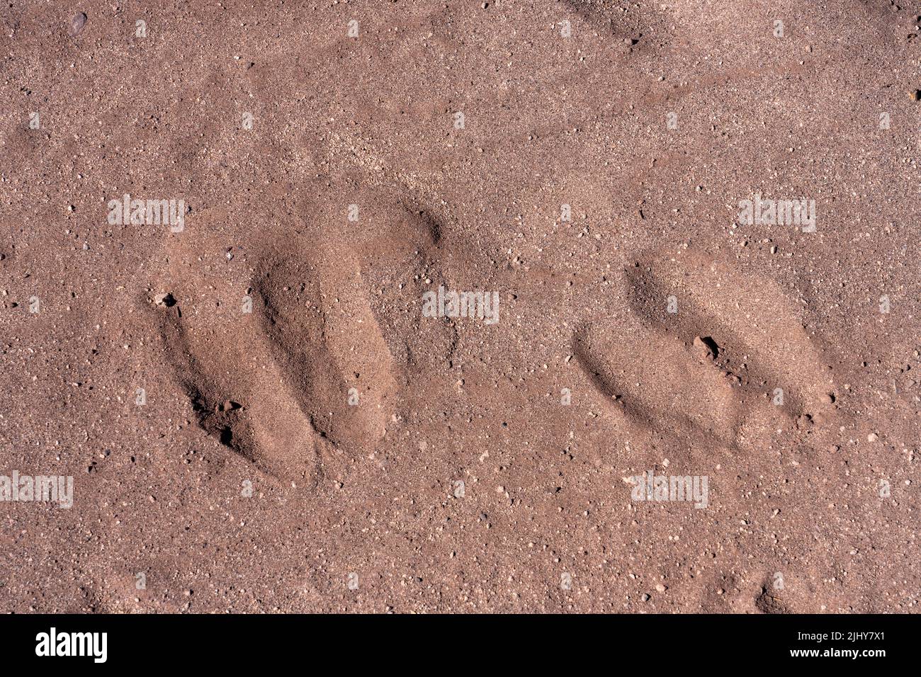 Llama chile hi-res stock photography and images - Alamy