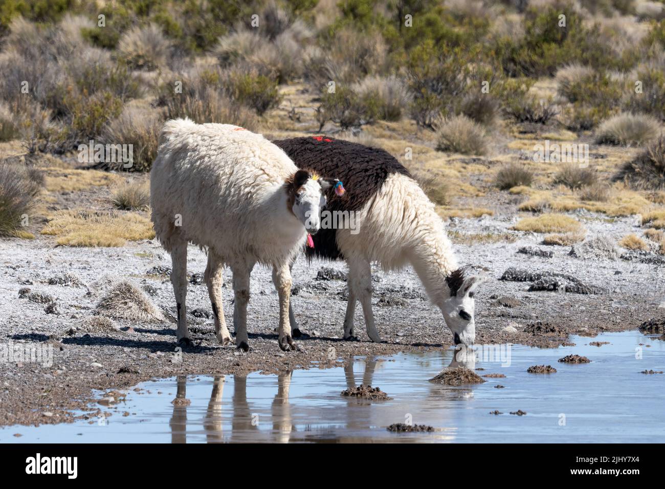 Llama drinking hi-res stock photography and images - Alamy