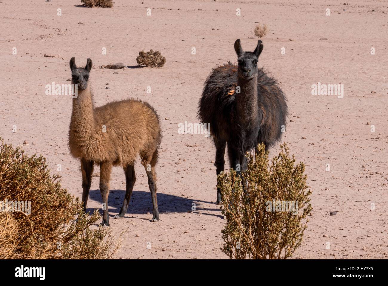 Two llamas, Lama glama, in the barren Atacama Desert near San Pedro de ...