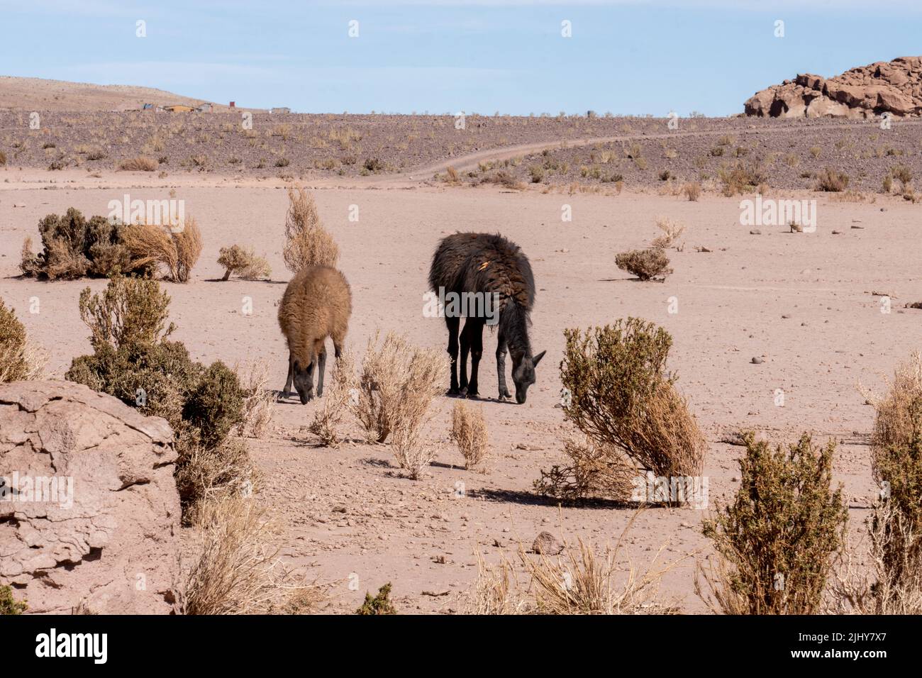 Two llamas, Lama glama, grazing in the barren Atacama Desert near San ...