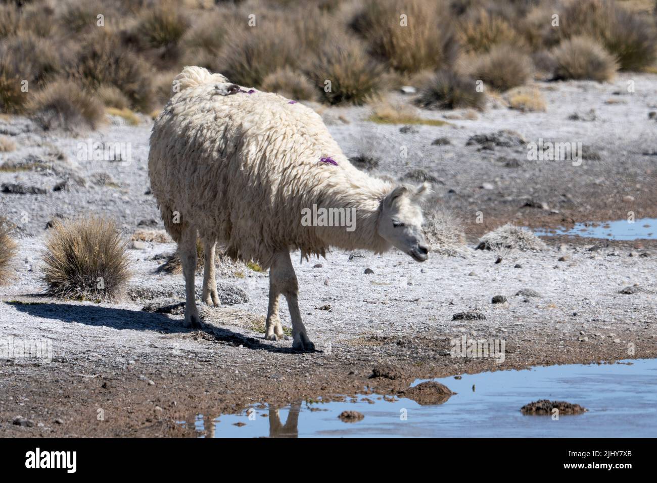 Llama lama glama in the altiplano hi-res stock photography and images ...