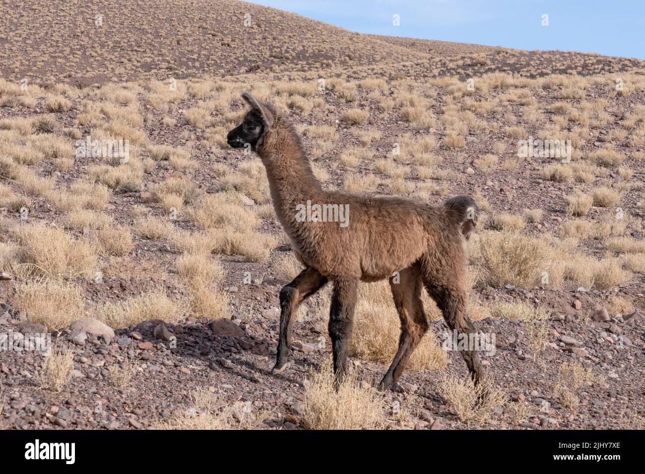 Llama cria hi-res stock photography and images - Alamy
