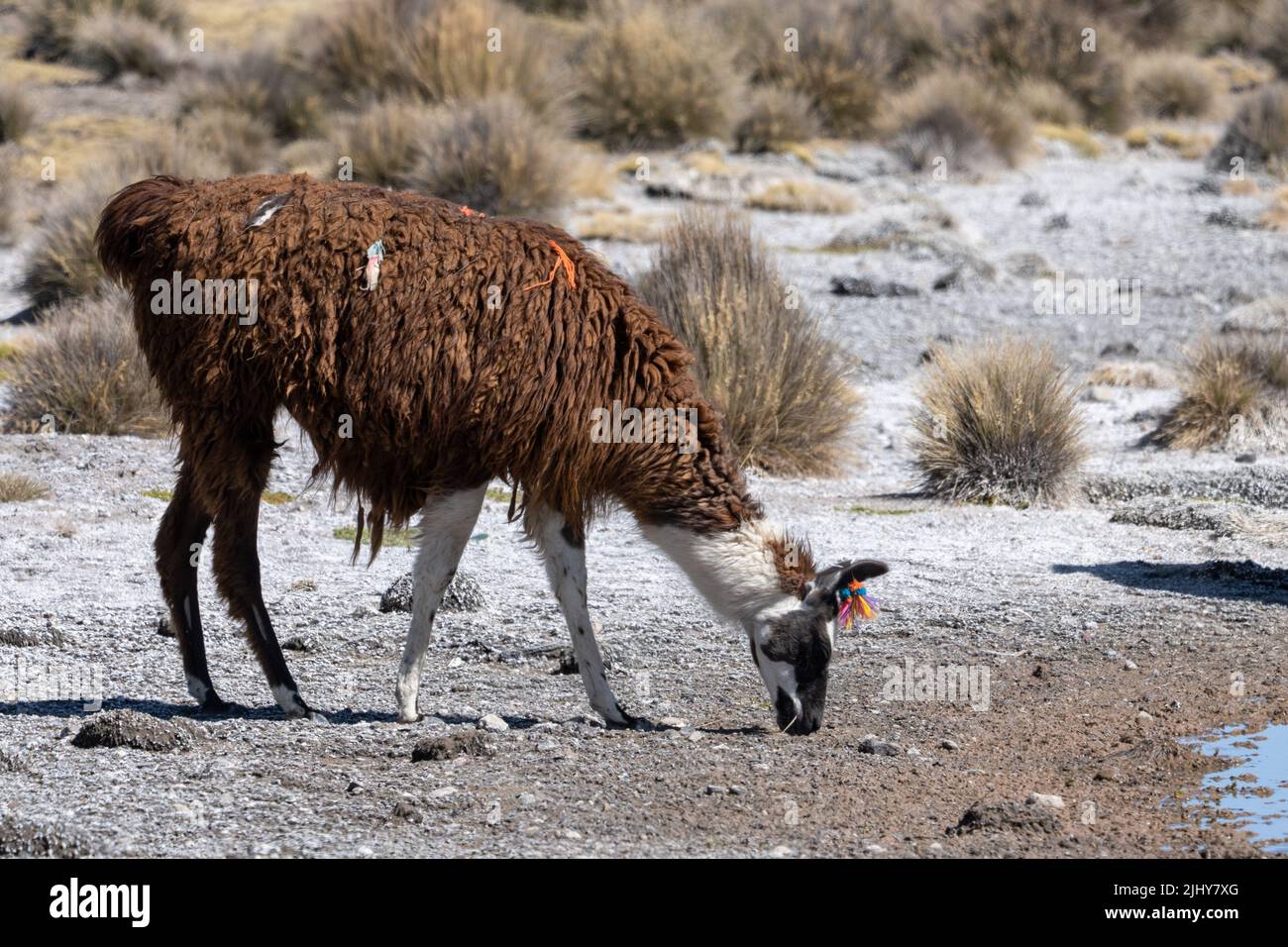 A llama, Lama glama, in Lauca National Park on the high Andean ...