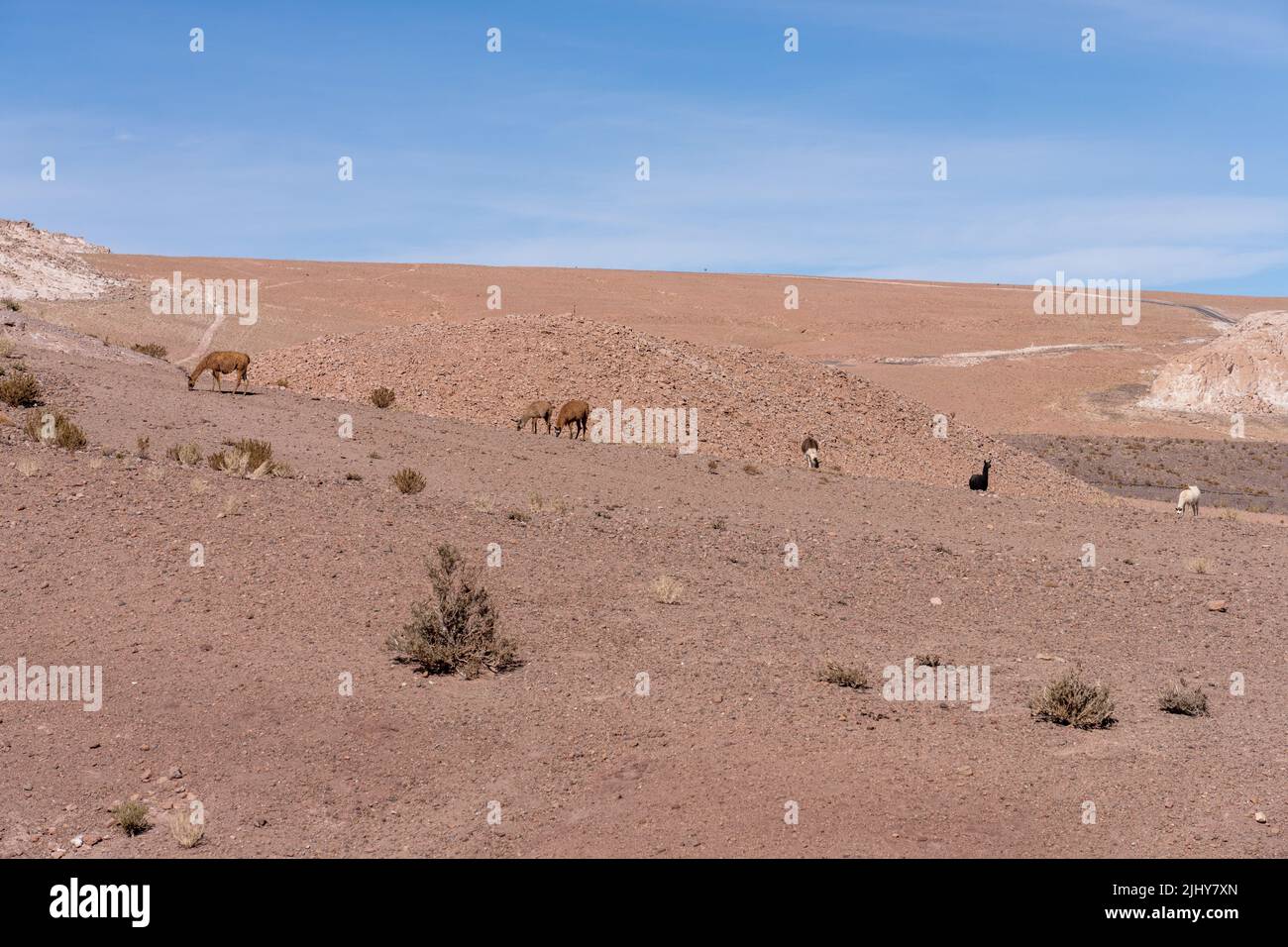 A herd of llamas, Lama glama, grazing in the barren Atacama Desert near ...