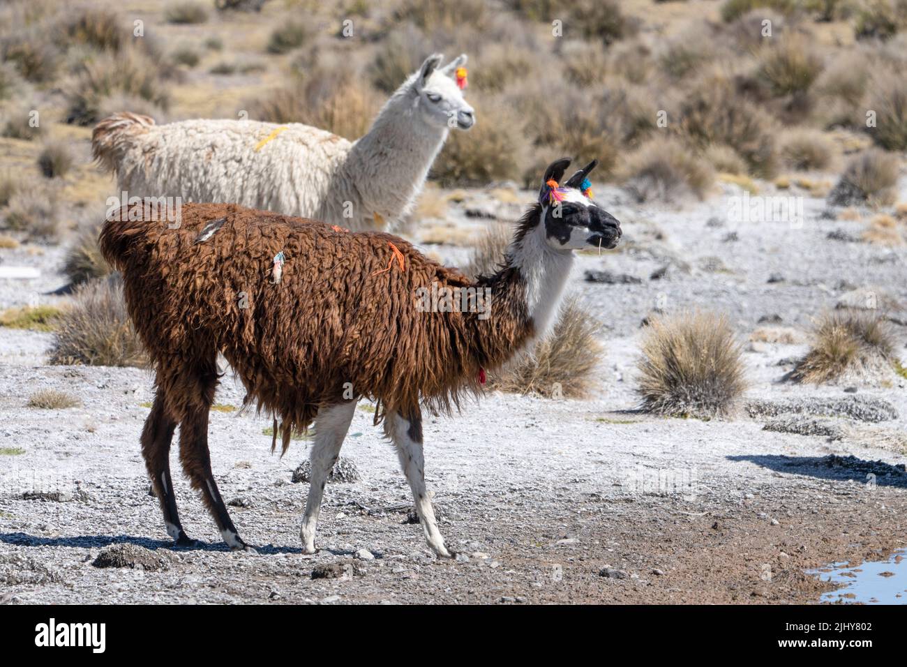 Two llamas, Lama glama, in Lauca National Park on the high Andean ...
