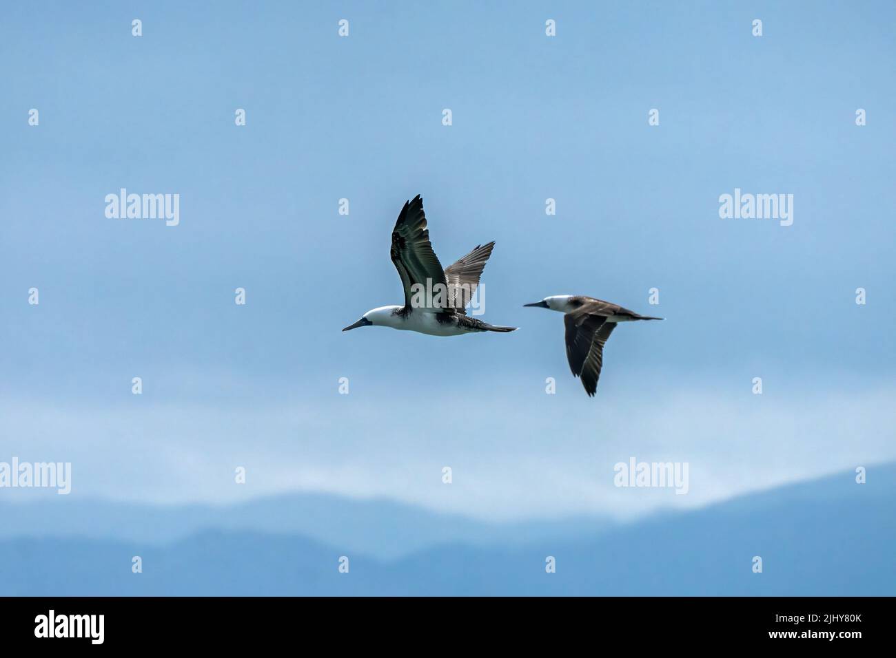 Peruvian Boobies, Sula variegata, flying over the Pacific Ocean at ...