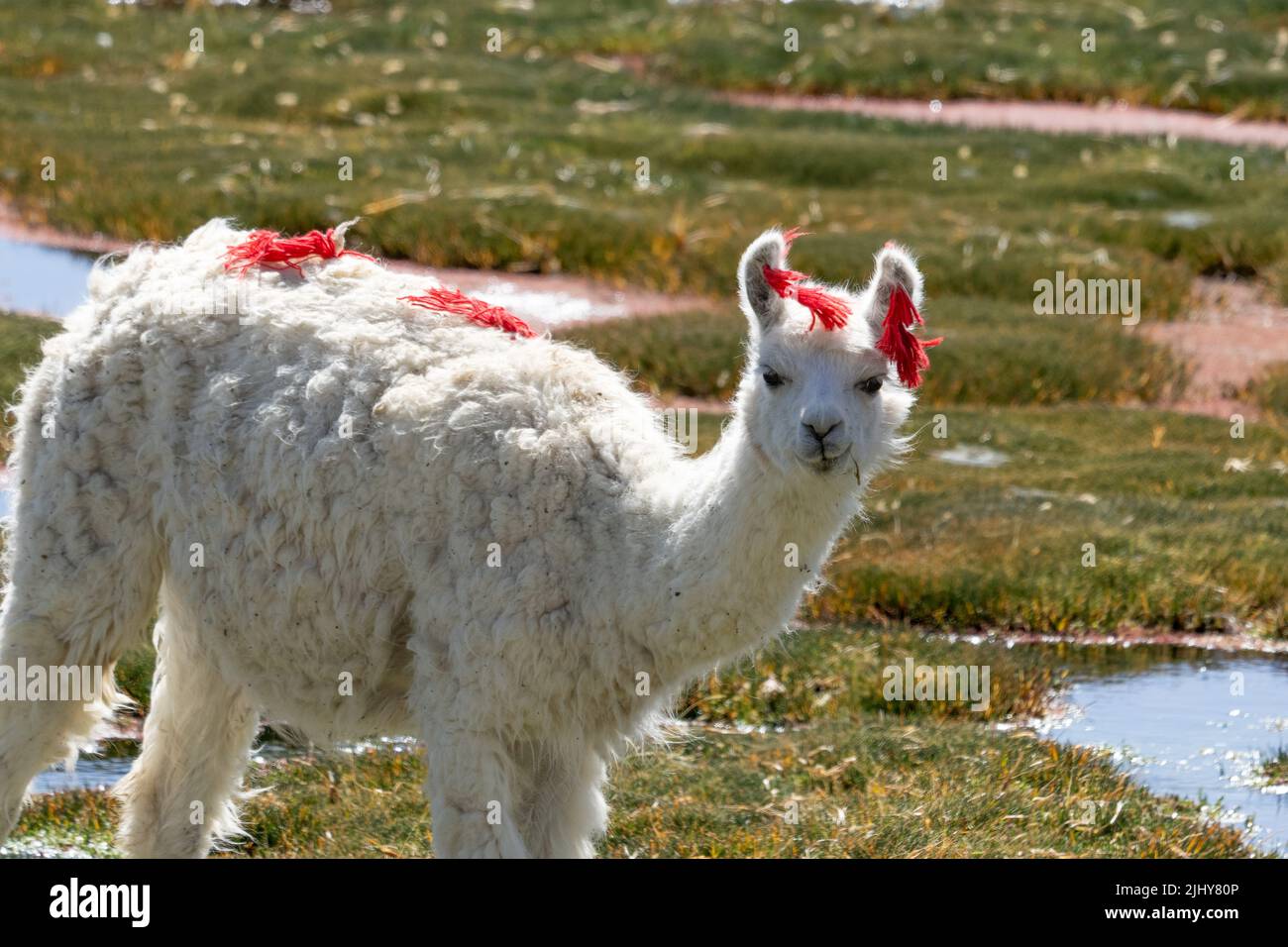 Portrait of a domestic llama, Lama glama, with colored yarn tassels in ...