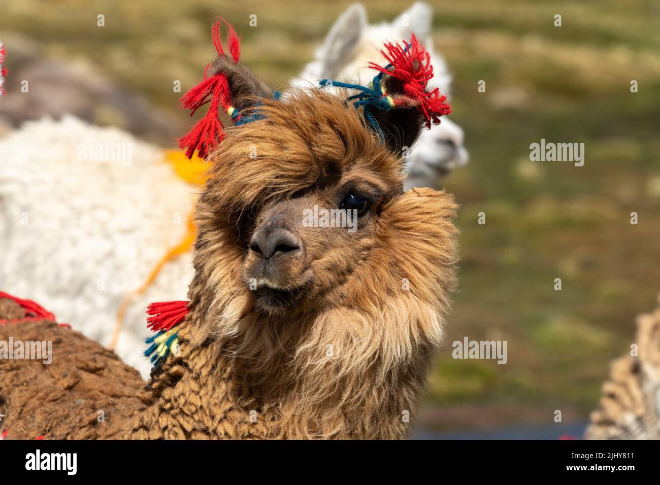 Chile species hi-res stock photography and images - Alamy