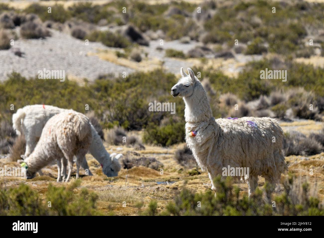 A herd of domestic llamas, Lama glama, grazing in Lauca National Park ...
