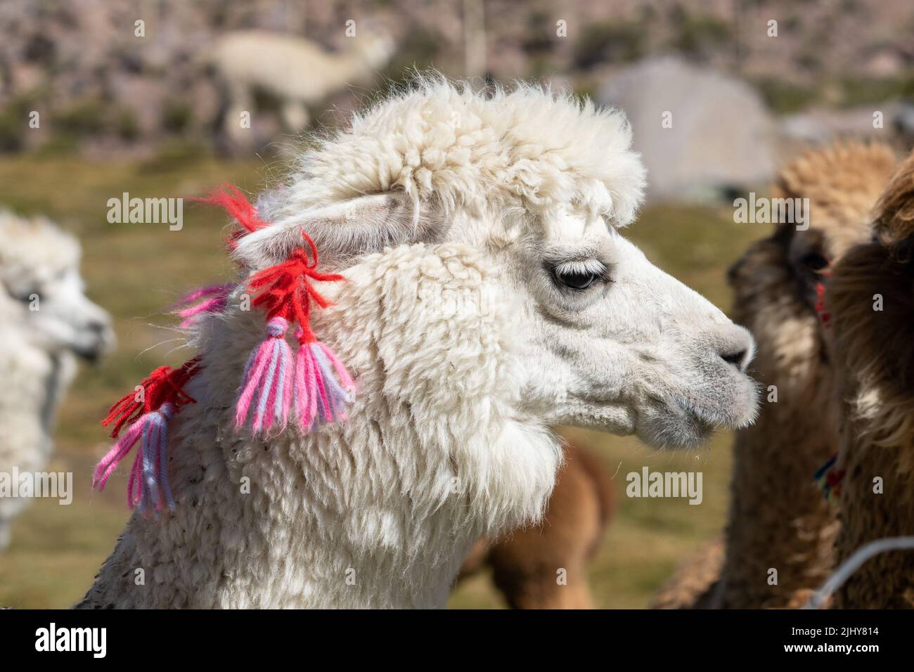 Portrait of a domestic llama, Lama glama, with colored yarn tassels in ...
