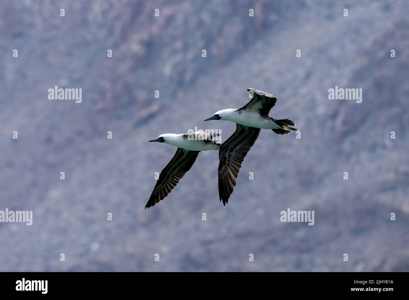 Peruvian Boobies, Sula variegata, flying over the Pacific Ocean at ...