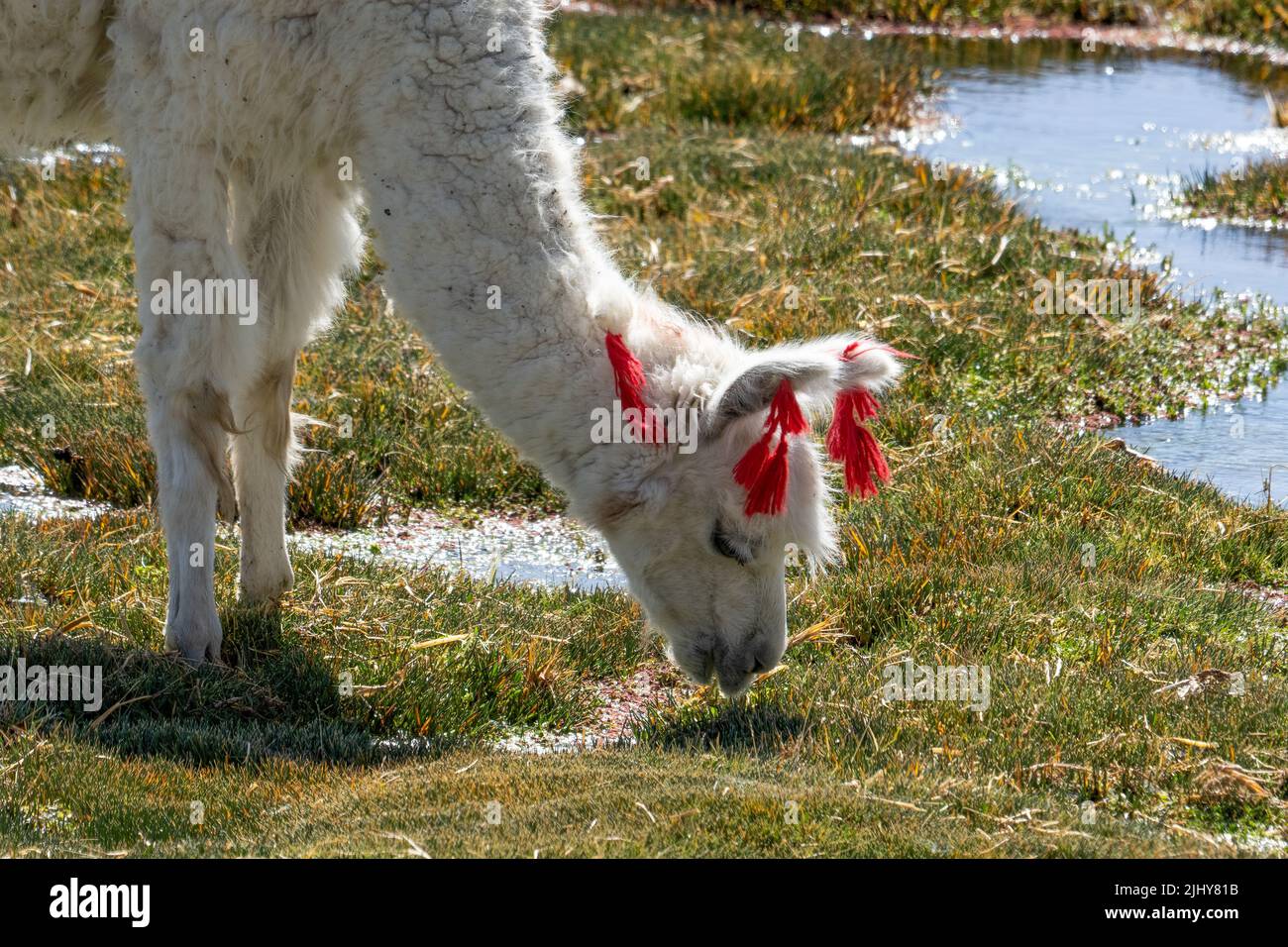 Portrait of a domestic llama, Lama glama, with colored yarn tassels in ...