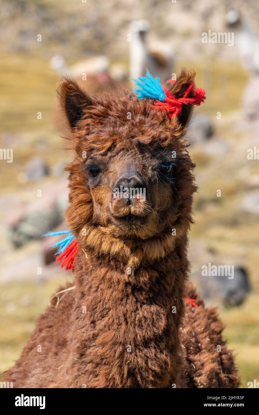 Aipaca lama pacos hi-res stock photography and images - Alamy