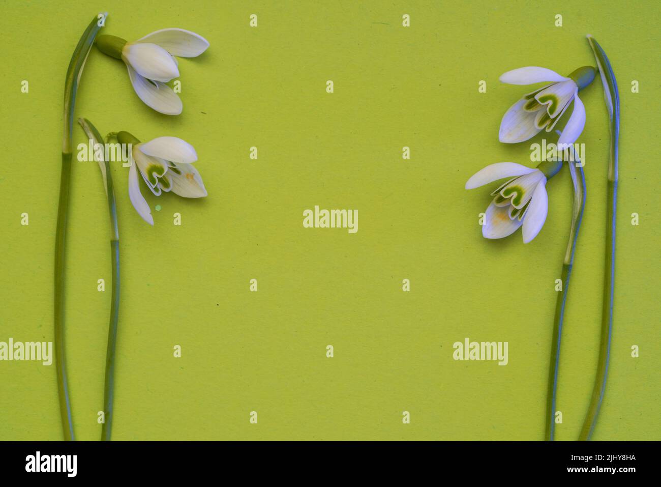The four spring flowers Snowdrops on a yellow surface Stock Photo - Alamy