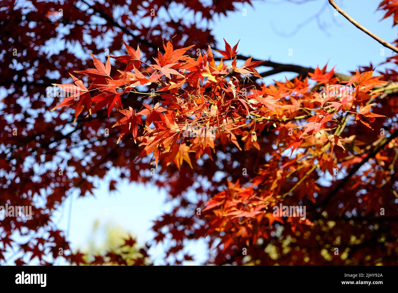 Antrum hi-res stock photography and images - Alamy