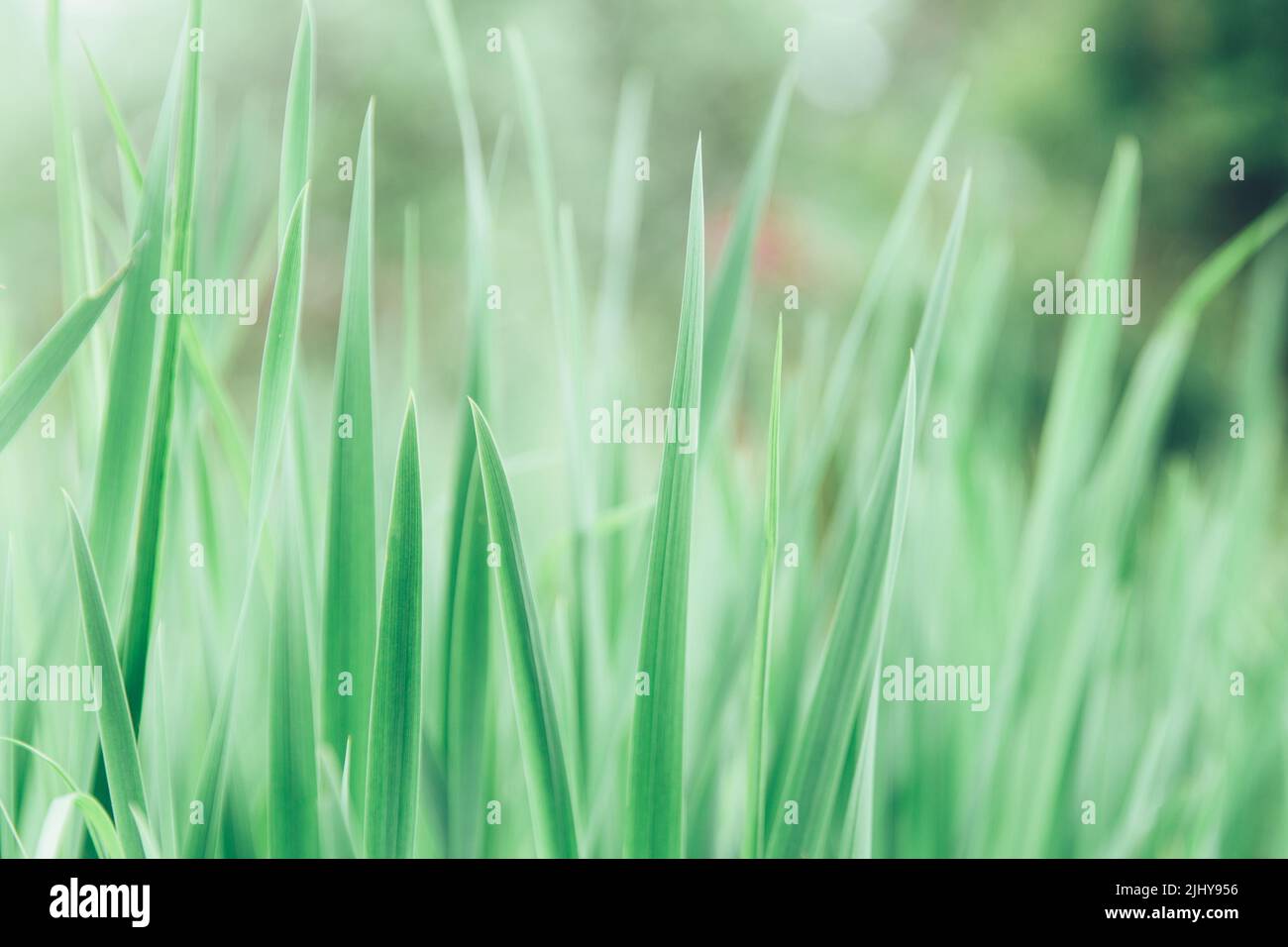 Green grass texture as background. Perspective view and selective focus ...