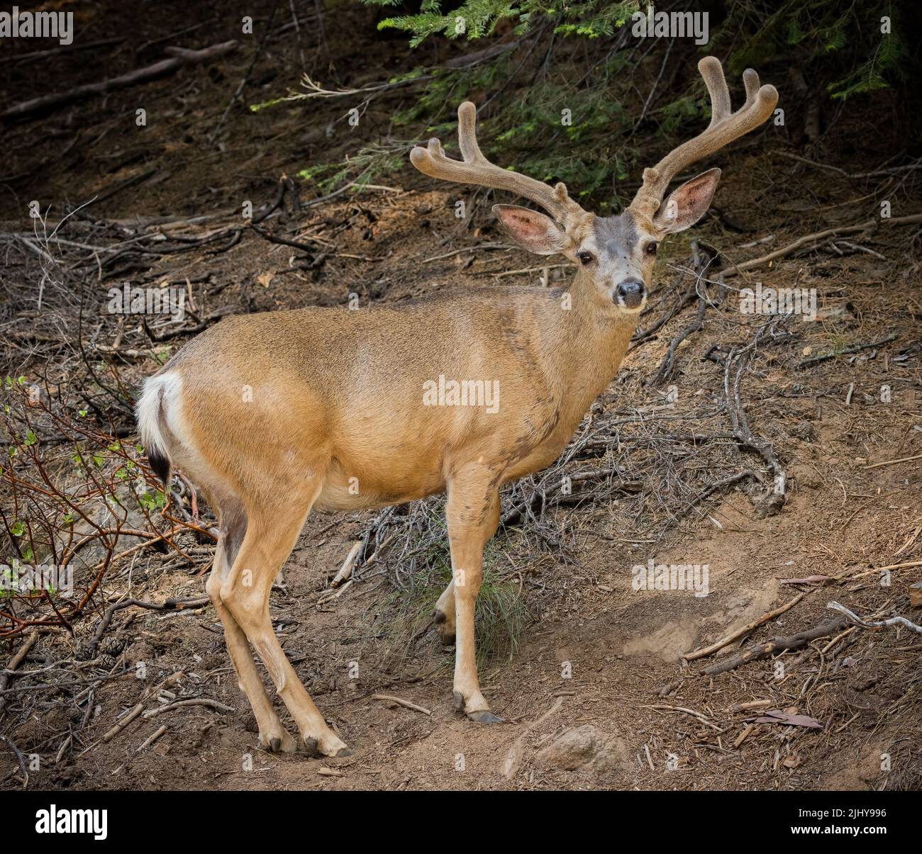 Mule deer in velvet, Sequoia National Park, California Stock Photo - Alamy