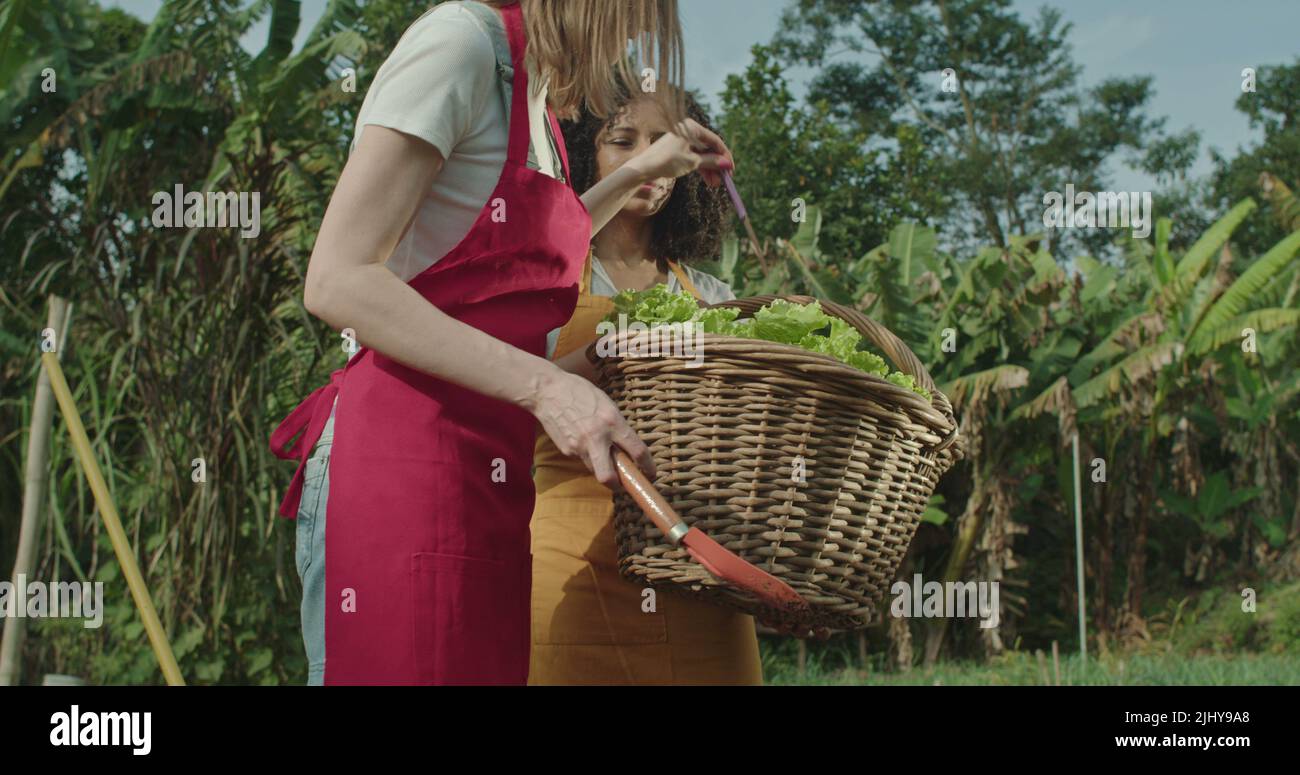 Two young diverse women at organic farm holding basket and wearing ...