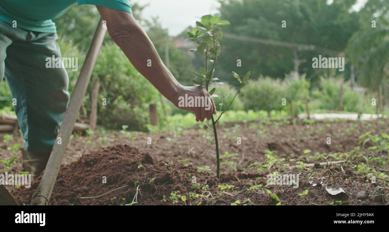 One senior man planting a seedling tree. Person digging a hole with ...