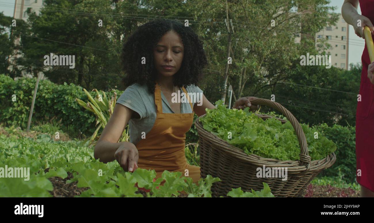 Two diverse young women working at farm treating the soil. Farming ...