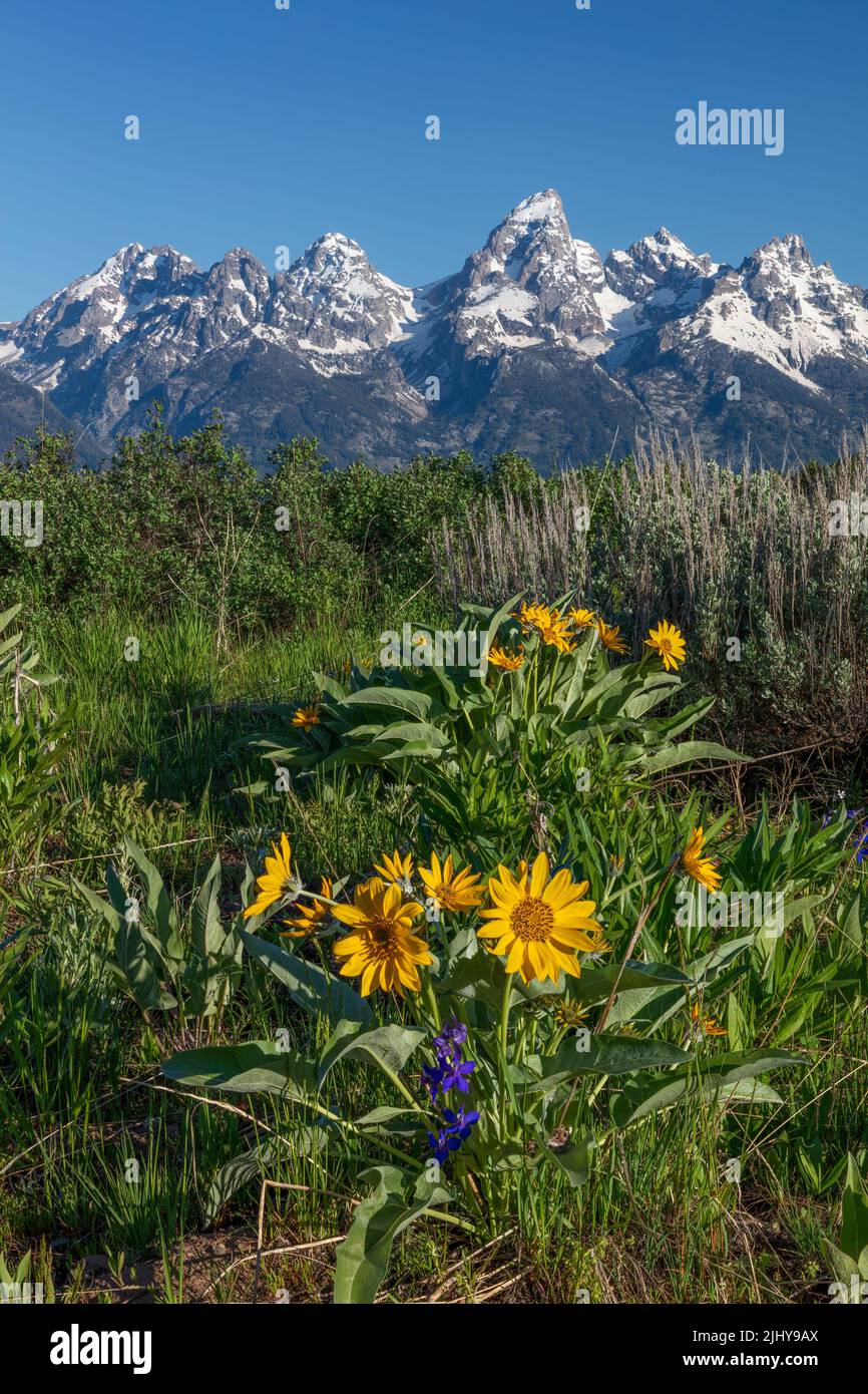 Mule's ears blooming in the spring with the snow capped Teton Range in ...