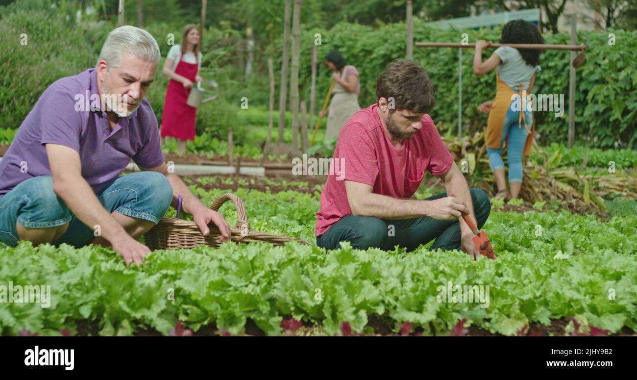 Father and adult son cultivating food at small organic farm. People ...
