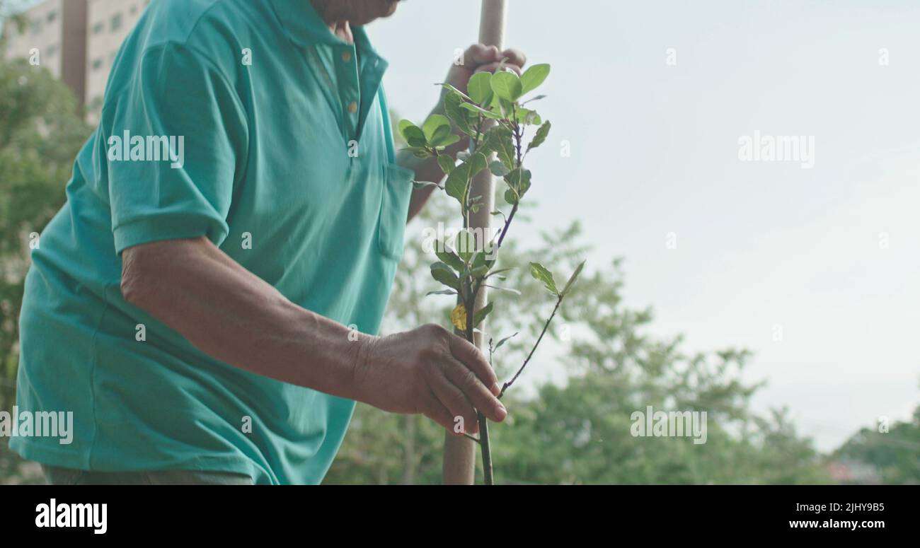One senior man planting a seedling tree. Person digging a hole with ...