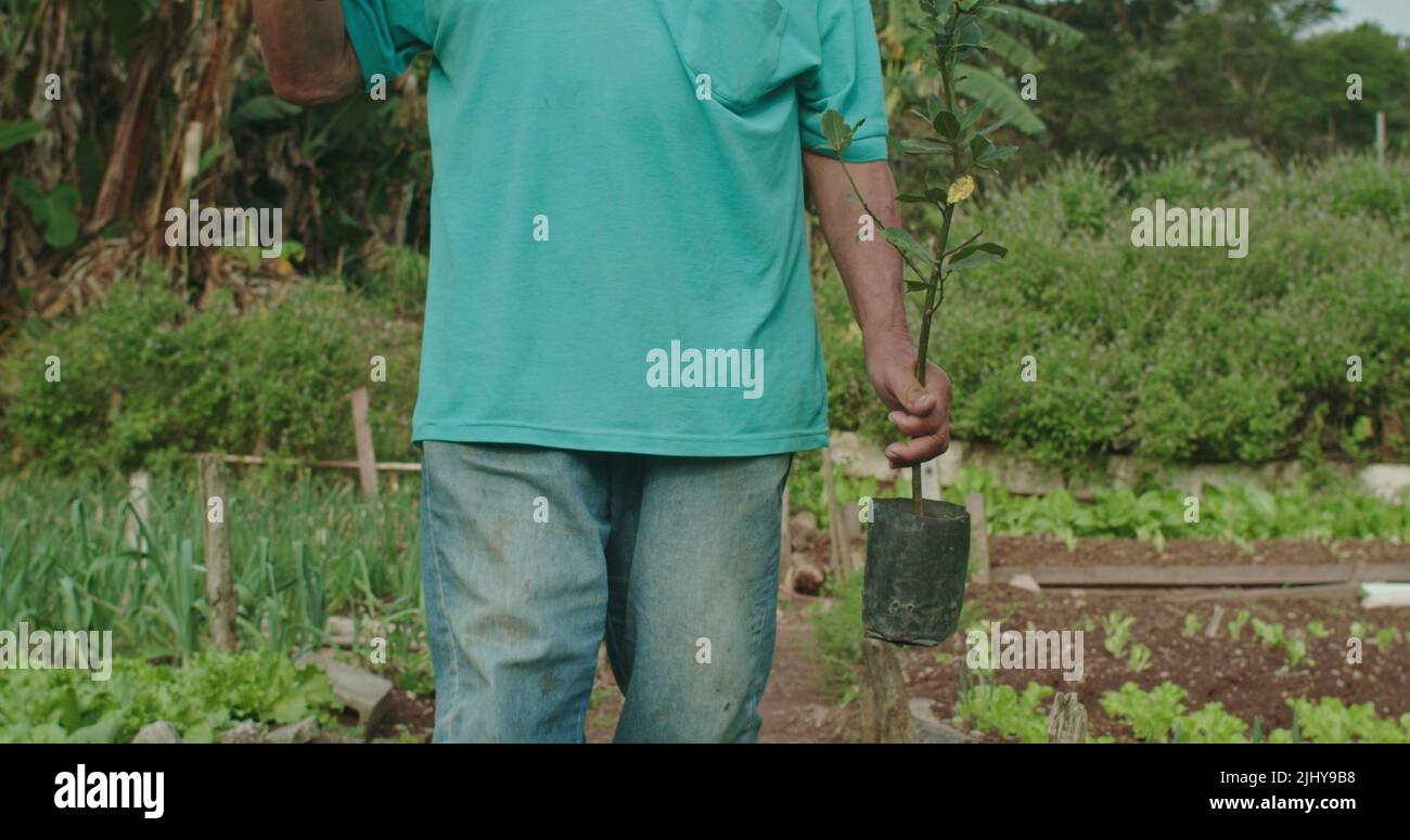A mature hispanic man carrying farming equipment and two potting ...