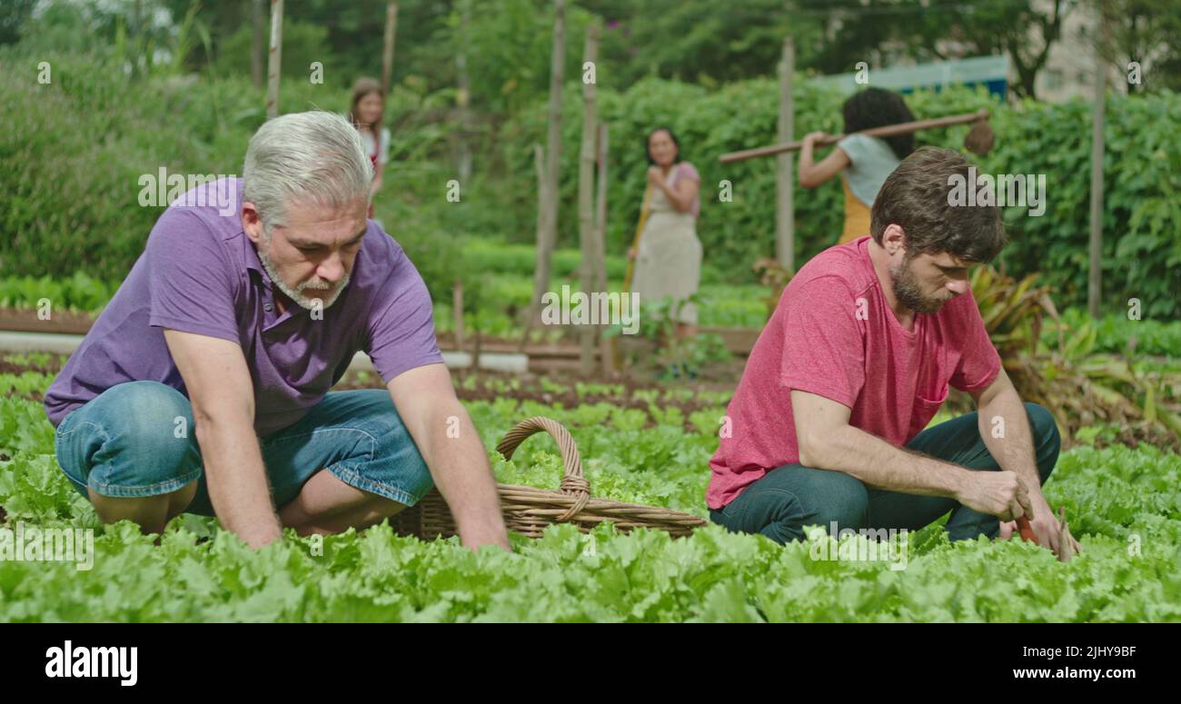 Father and adult son cultivating food at small organic farm. People ...