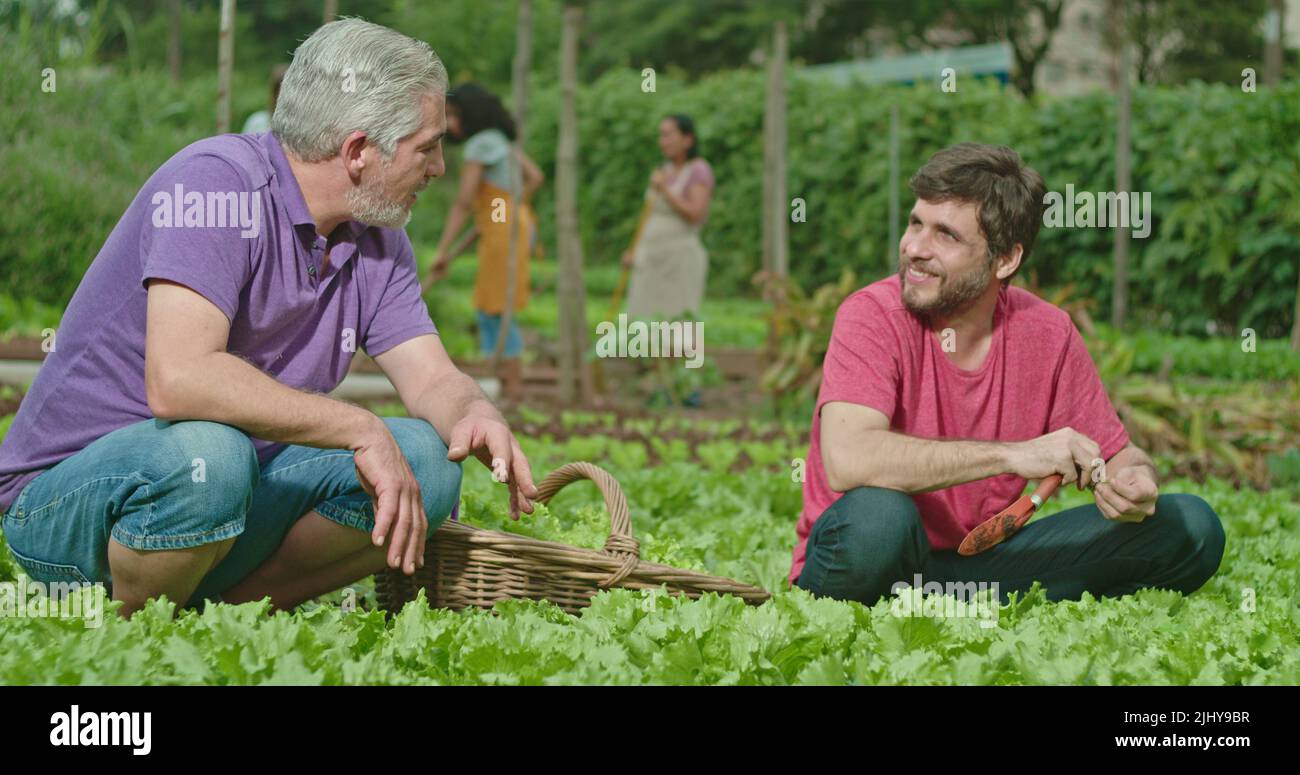 Father and adult son cultivating food at small organic farm. People ...