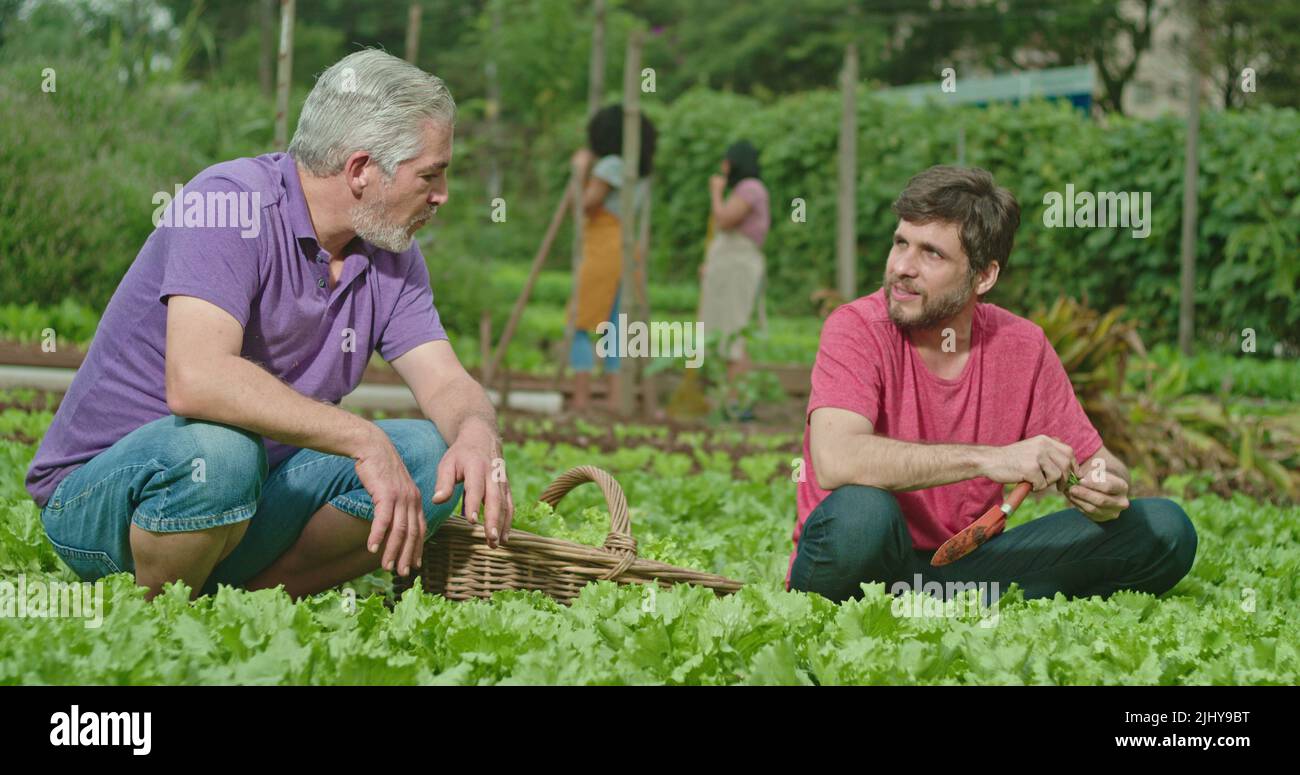 Father and adult son cultivating food at small organic farm. People ...