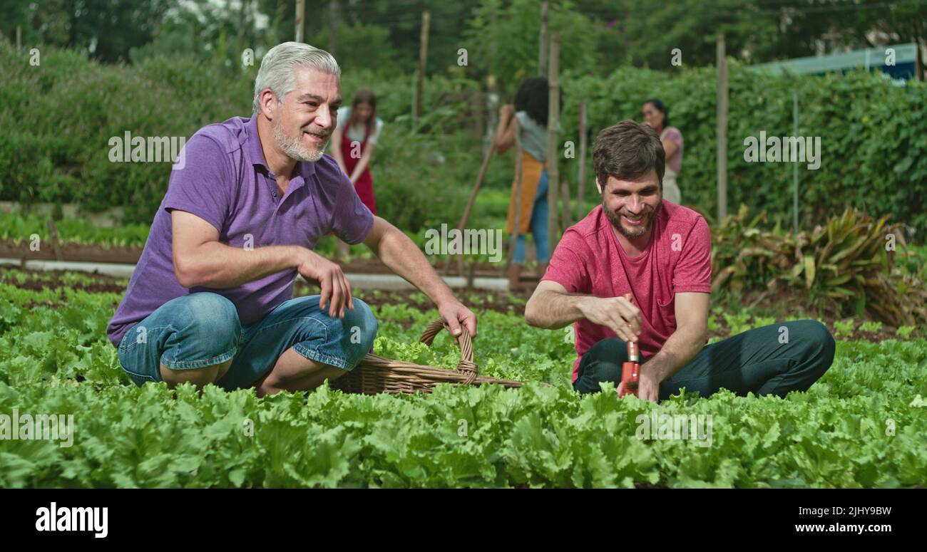 Father and adult son cultivating food at small organic farm. People ...