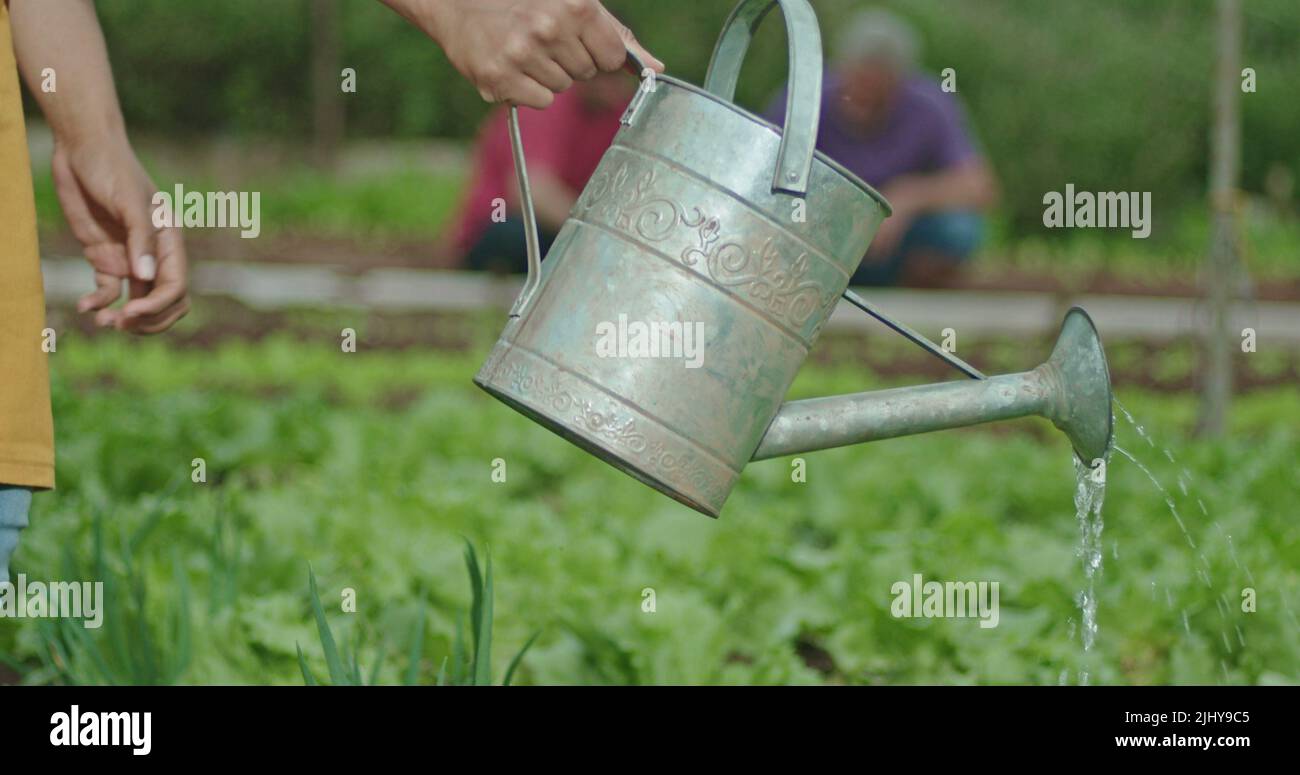Closeup of hand watering plants with traditional watering can Stock ...