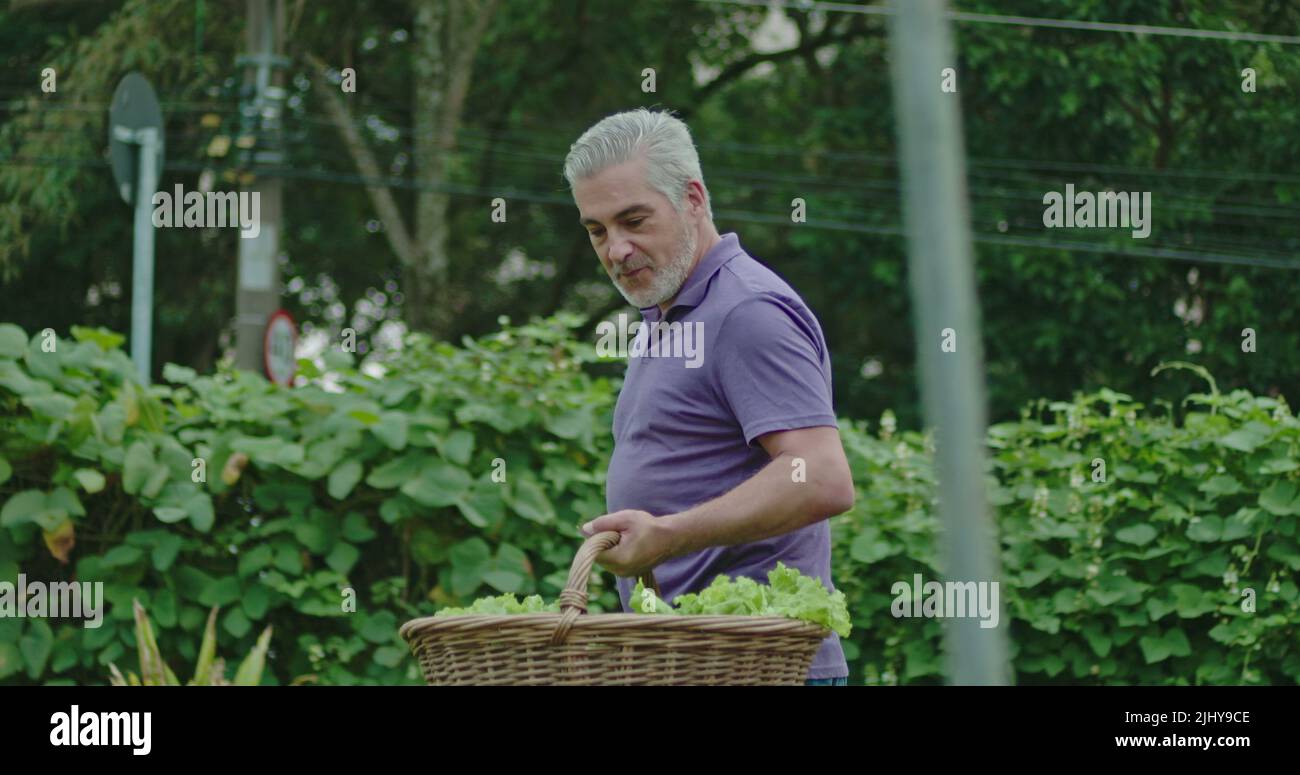 One older man carrying basket with food at community farm. Closeup hand ...