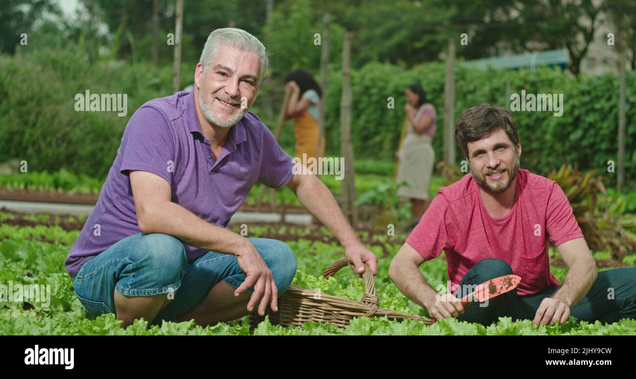 Father and adult son cultivating food at small organic farm. People ...
