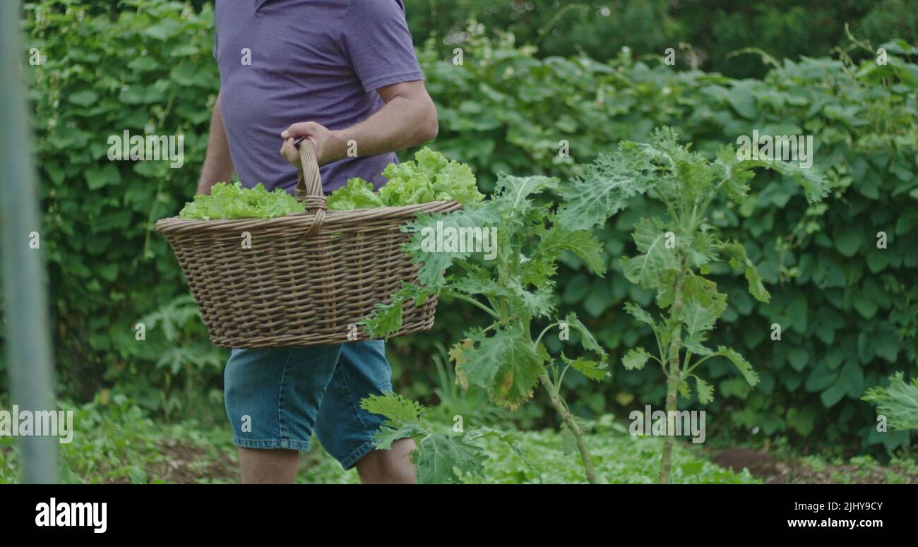 One older man carrying basket with food at community farm. Closeup hand ...