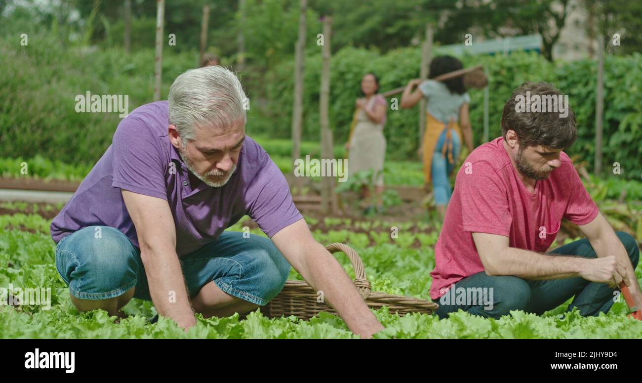 Father and adult son cultivating food at small organic farm. People ...