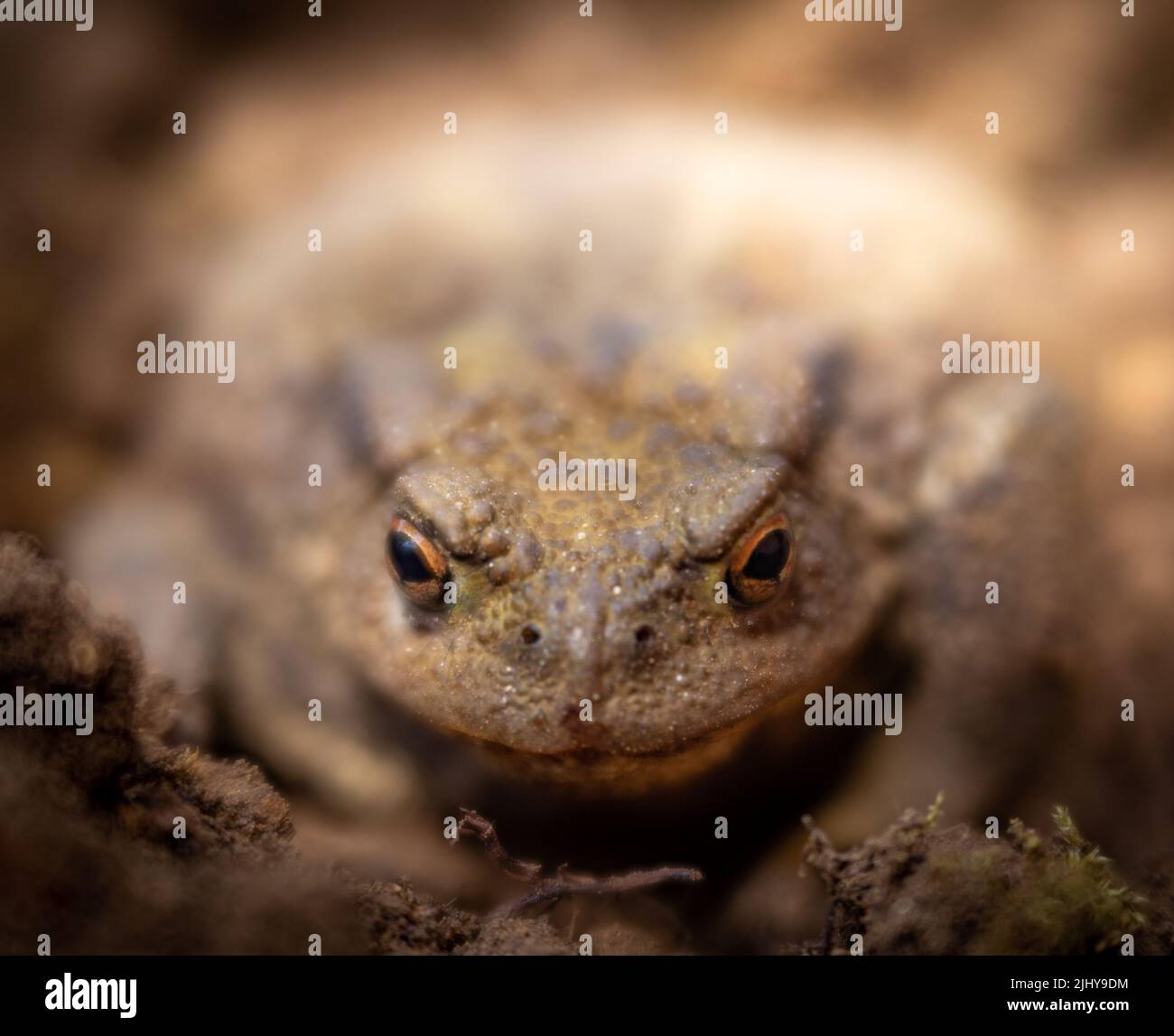 garden toad reptile in UK Stock Photo - Alamy