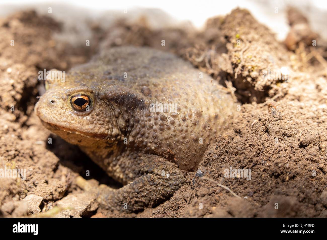 garden toad reptile in UK Stock Photo - Alamy