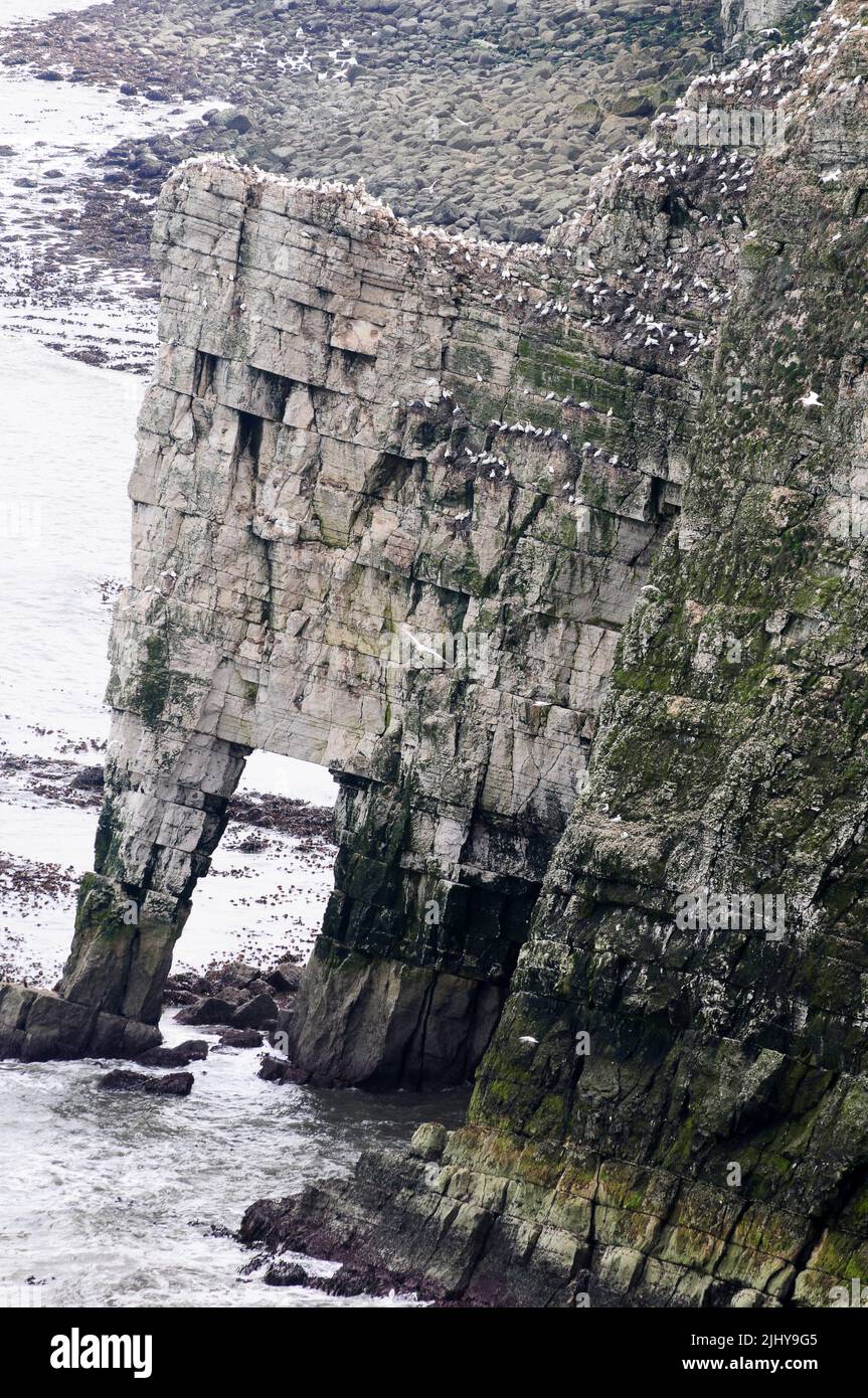 Gannetts nesting on the cliffs at RSPB Bembridge Cliffs, Yorkshire ...