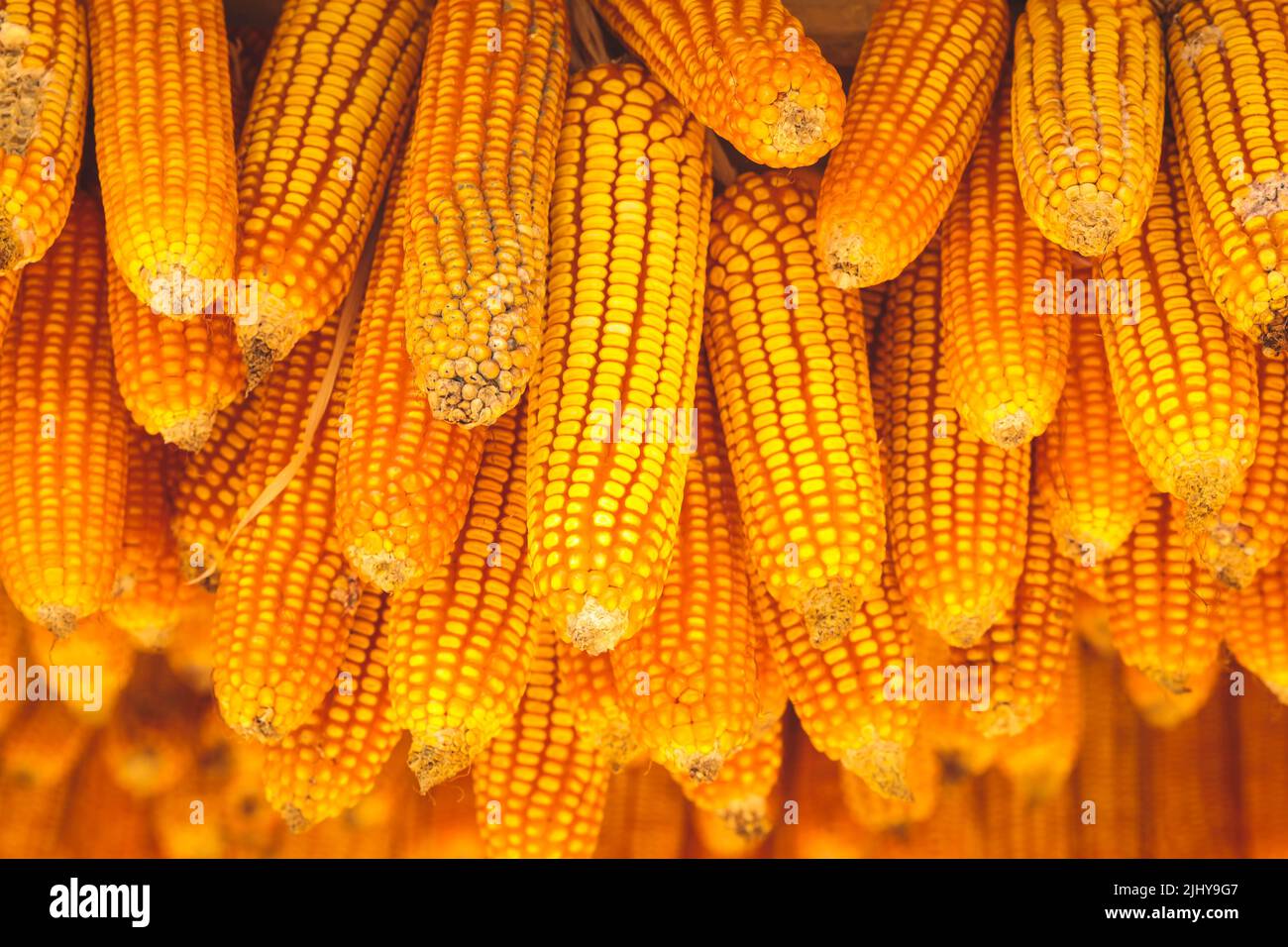 Selective focus on ripe dried yellow corn cobs hanging on roof. nature ...