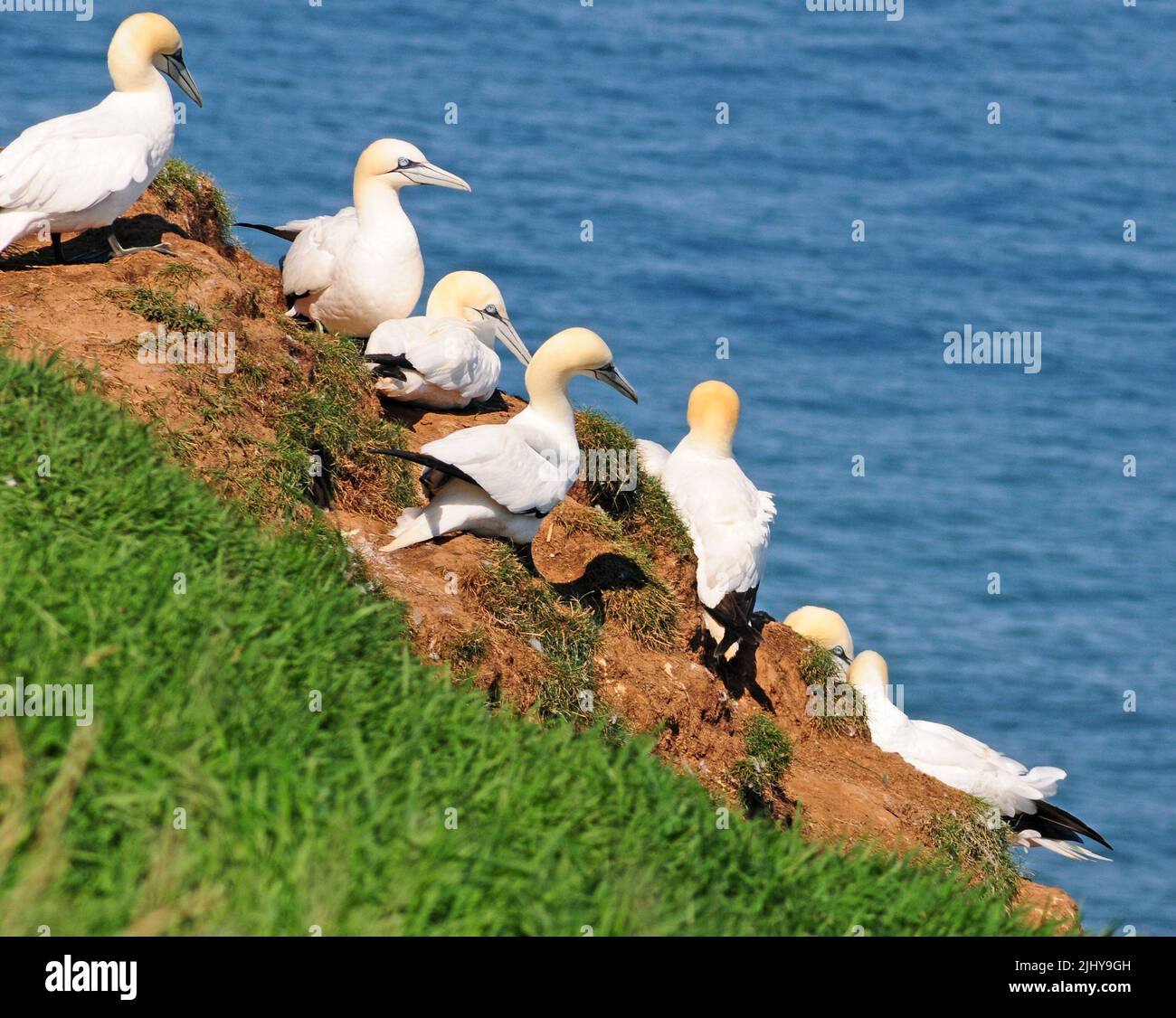 Gannet diving england hi-res stock photography and images - Alamy