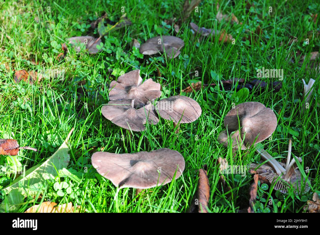 Toadstools in english garden hi-res stock photography and images - Alamy
