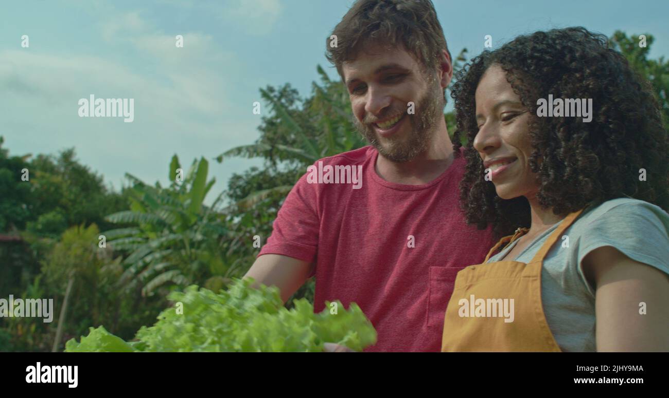Young diverse couple at community farm. Person plucking lettuce from ...