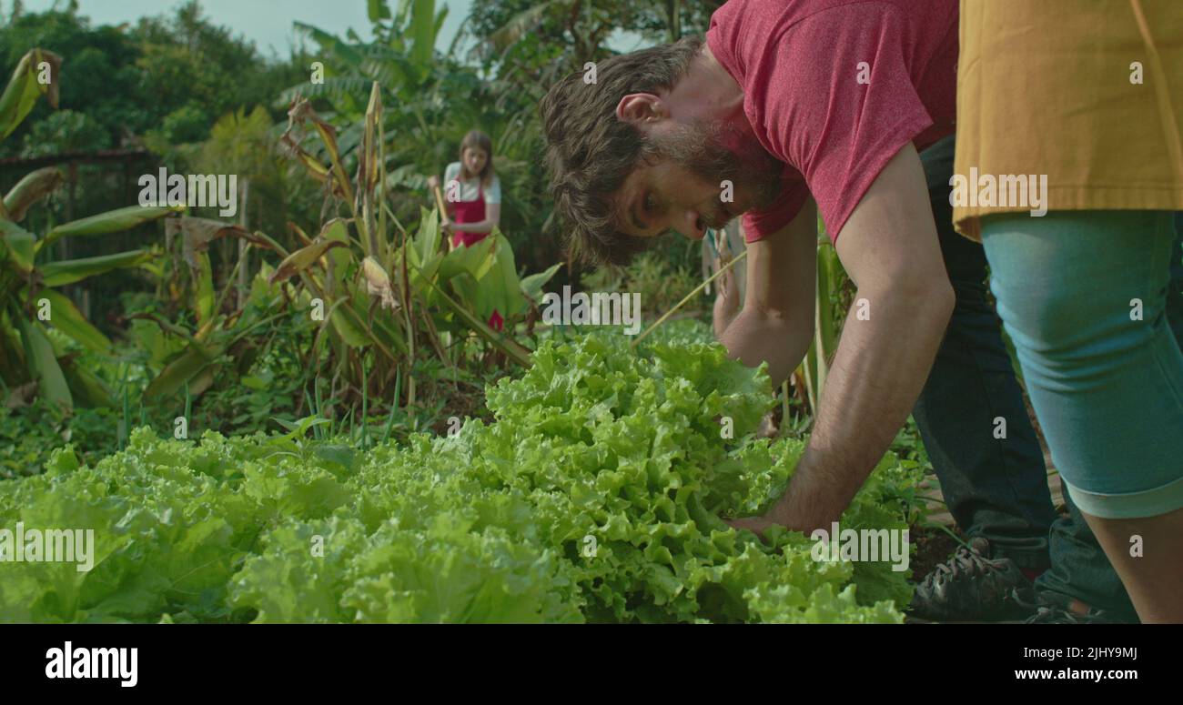 Young diverse couple at community farm. Person plucking lettuce from ...
