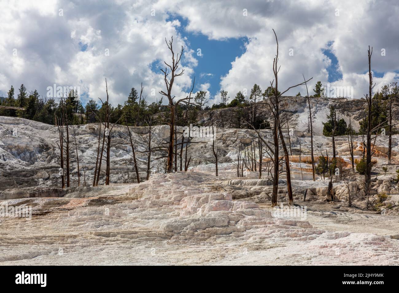Dead tree skeletons and travertine, Upper Mammoth Terraces, Mammoth Hot ...