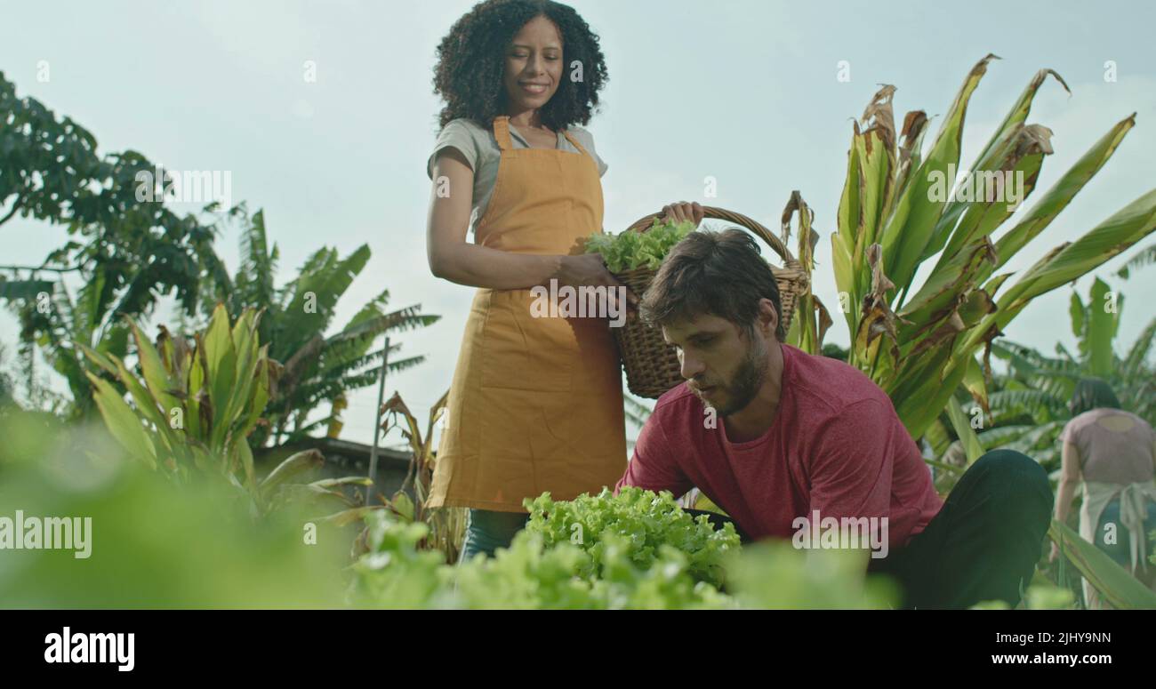 People at small organic urban community farm. Young man cutting lettuce ...