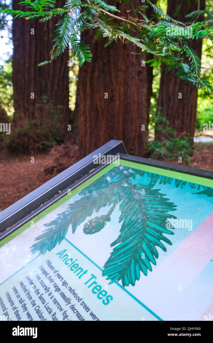 A sign describing the ancient trees in the forest, woods. At Redwood ...