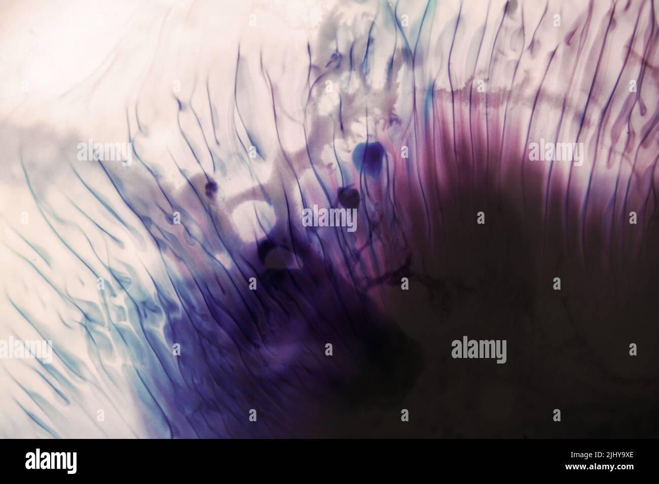 Splotch hi-res stock photography and images - Alamy