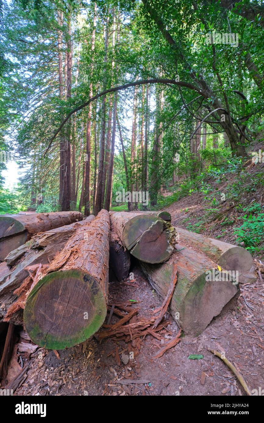 A pile, stack of old logs by the side of a path, trail. At Redwood ...